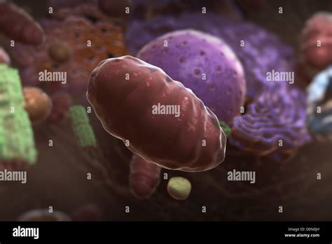 Mitochondrial Intermembrane Space