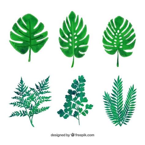 Resultado De Imagen Para Hojas De Arbol Para Imprimir Verdes
