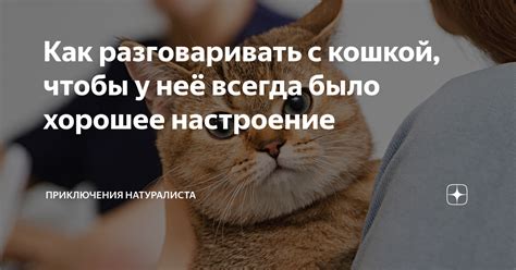 Как разговаривать с кошкой чтобы у неё всегда было хорошее настроение Приключения натуралиста