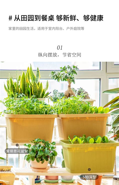 家庭阳台种菜盆图片阳台种菜40种图片种菜盆第4页大山谷图库