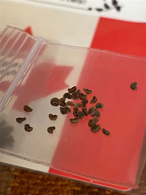 Kanna Seedsplants Anyone Rkanna