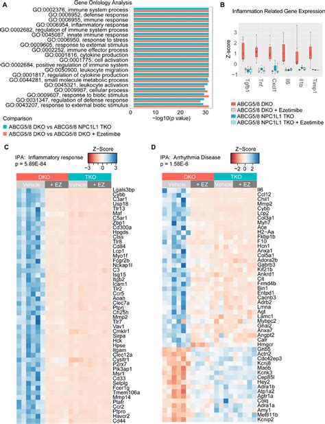 Functional Analysis Of Rna Seq Data A Gene Ontology Go Enrichment Download Scientific