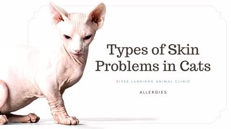 What Are The 5 Types Of Skin Lesions In Cats