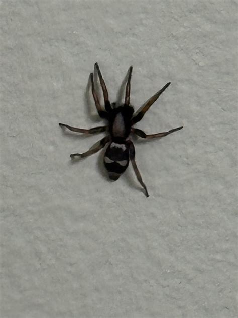 Spider In Southern Alberta Canada R Spiders