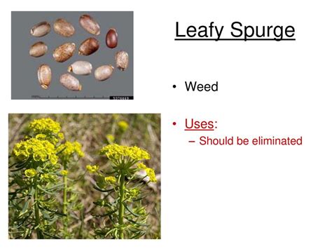 Agronomy Seeds Ppt Download
