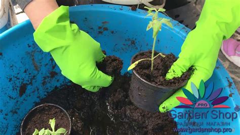 Как се прави разсад за домати тънкости в домашни условия Youtube