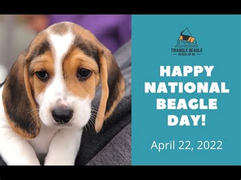 Happy National Beagle Day Triangle Beagle Rescue Of Nc Youtube