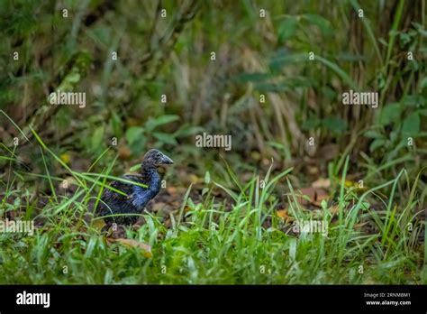 A Young Pukekopurple Swamphen Walking Through The Short Grass After