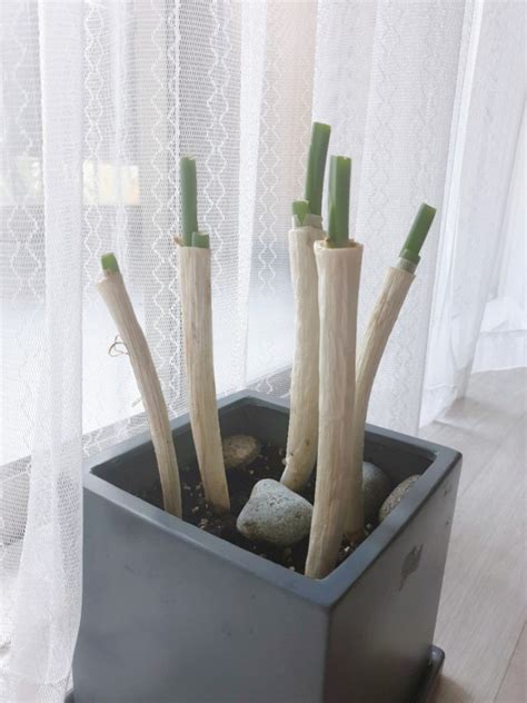 대파키우기한달후기 심심해서 집에서 식물대신 대파를 길러봤어요ㅋ 네이버 블로그