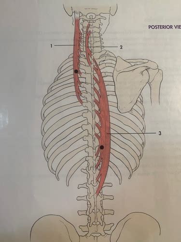 Erector Spinae Muscles Flashcards Quizlet