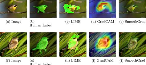 Interpretable Deep Learning Interpretations Interpretability