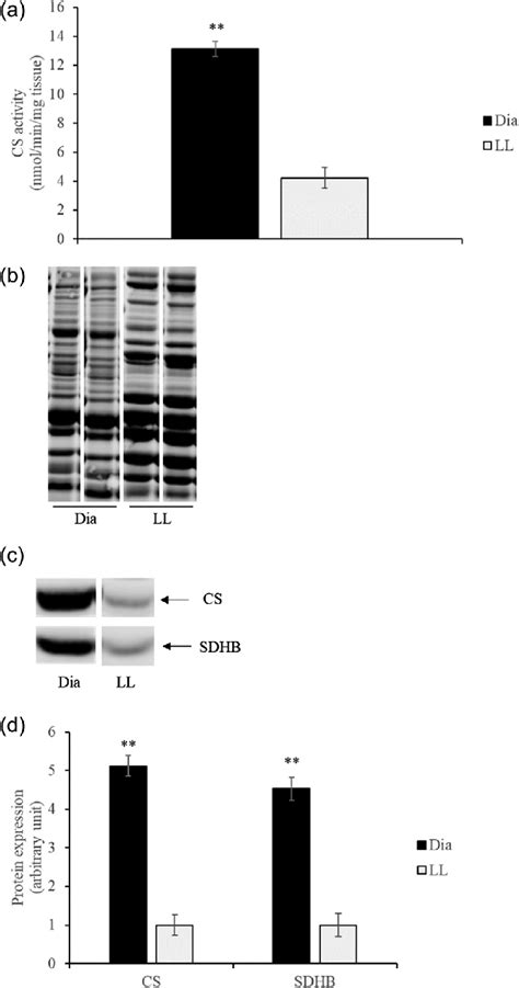 A Cs Activity Nmolminmg Wet Weight Tissue B Download Scientific Diagram