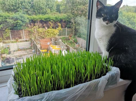 Cat Grass Tree