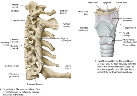 Structure Supported On Neck Bone Marking At Bailey Carnarvon Blog