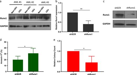 Runx1 Is Required In Transformed Cbfb Myh11⁺ Leukemia Cells A Western