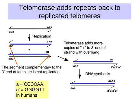 Ppt Topological Problems In Replication Powerpoint Presentation Free Download Id 4499634