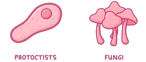 Infectious Diseases Revision Notes A Level Biology Cie Cognito