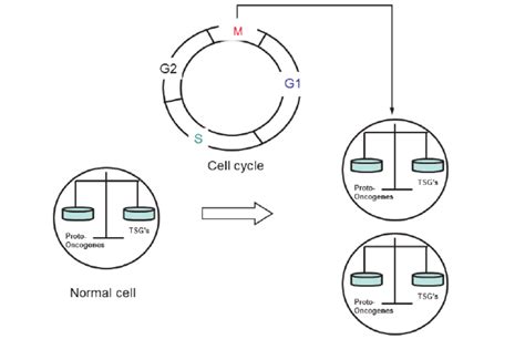In Human Cells Proto Oncogenes And Tumor Suppressor Genes Are At A Download Scientific Diagram