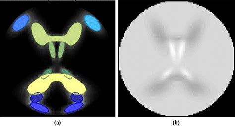A Selected Default Spatial Maps To Make The Synthetic Images B The Download Scientific
