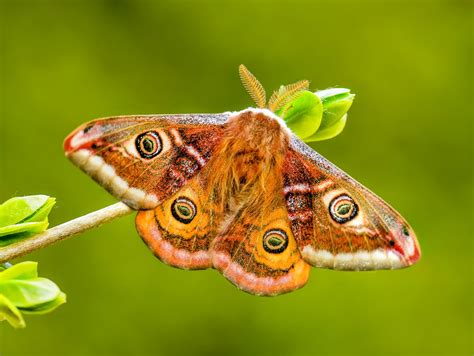 Moth Wings Have Structures That Help Them Avoid Bats