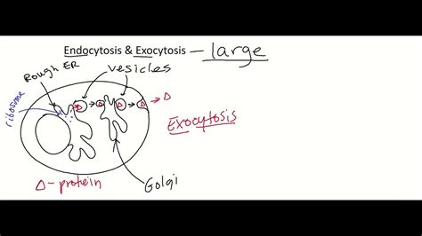 Exocytosis Golgi Golgi Apparatus Is An Important Organelle Responsible