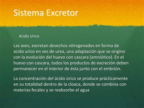 Sistema Excretor De Las Aves Pptx