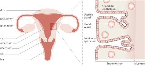 Heterogeneous Endometrium Understanding Its Implications And Cancer Risks Explain Me