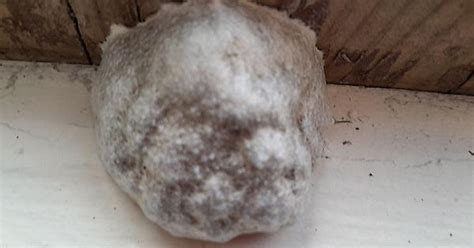 What Is This Bug Nest What Made This A Wasp In Texarkana Album On Imgur
