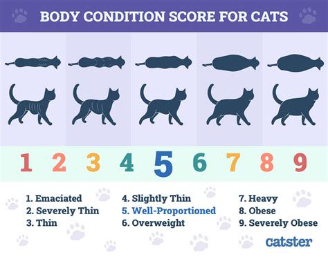 My Cat Is So Skinny I Can Feel Their Bones Should I Worry Vet Reviewed Advice Catster