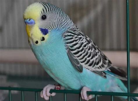 Как загнать попугая в клетку если он не приучен к руками