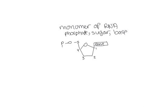Solved Draw A Monomer Of Dna Label All Parts And The Carbon Numbers On The Sugar The Way To