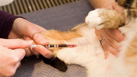 Plasma Cell Pododermatitis Your Vet Wants You To Know