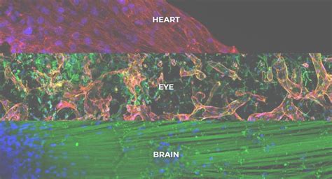 Mariel Cano Jorge On Linkedin Home Applied Stem Cell Technologies