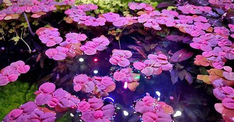 Phyllanthus Album On Imgur