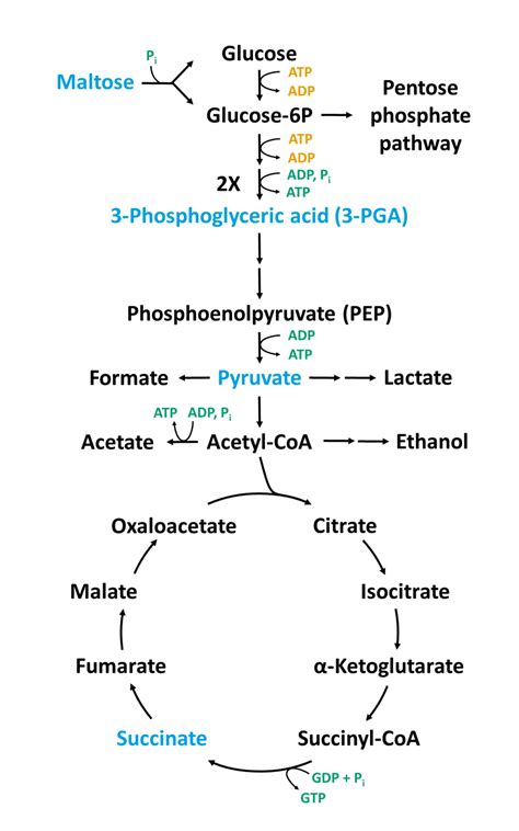 Simplified Map Of E Coli Core Metabolism With Ntp Consumption And