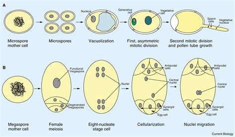 Gametophyte Development Current Biology