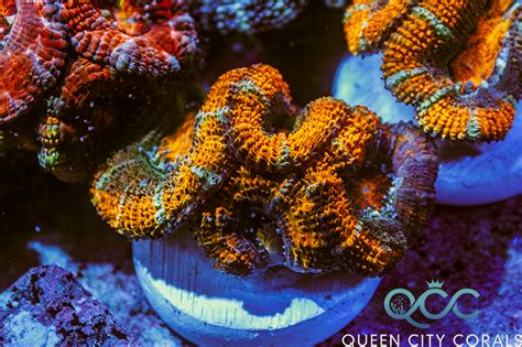 Pumpkin King Acan Wysiwyg Queen City Corals