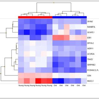 Heatmap Illustrating The Expression Levels Of The Differentially