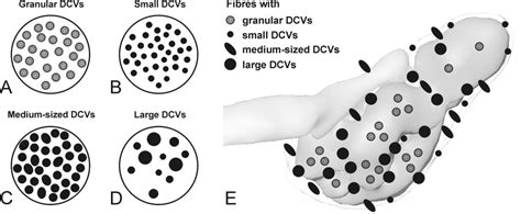 Summary Of The Different Types Of Dense Core Vesicles Dcvs In
