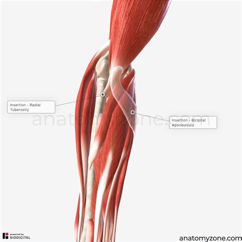 Biceps Brachii Muscle Origin Insertion Action 3d Model Anatomyzone
