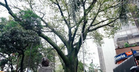 Este Es El árbol Más Antiguo De Medellín Cumplió 168 Años Y La Ciudad
