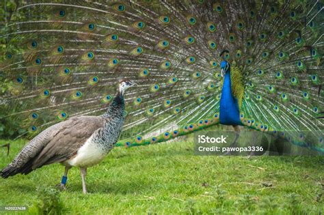 풀밭에 파란색 패턴꼬리가 있는 파란색과 녹색 파보 새 2마리의 모습 공작새에 대한 스톡 사진 및 기타 이미지 공작새 교미 새 Istock