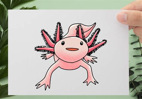 How To Draw A Axolotl AMPHIPEDIA