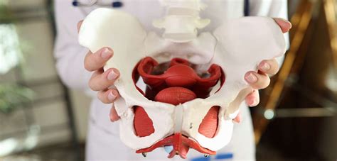 Pelvic Organ Anatomy