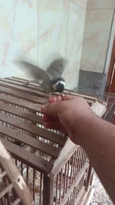 احلة بلبل عندي Youtube