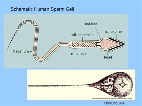 PPT Antonie Van Leeuwenhoek PowerPoint Presentation ID 1411343