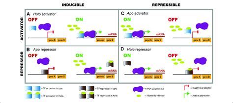 Combinations Of Regulatory Effects Of TFs Over Their Regulated Download Scientific Diagram