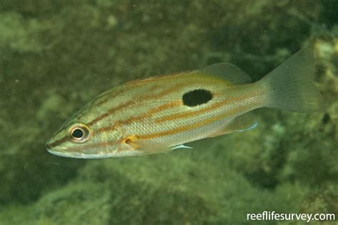 Lutjanus Russellii Moses Snapper