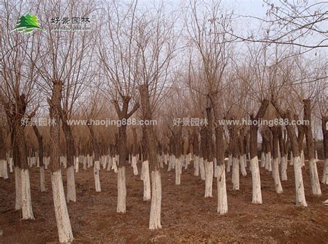 合轴分枝的小乔木 合轴分枝 合轴分枝植物 第3页 大山谷图库