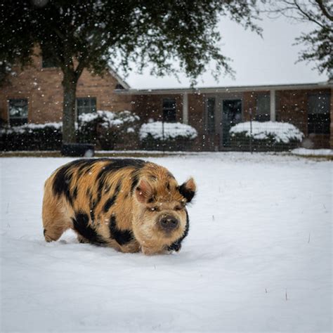 Sovnya Scarlett Halbert Farm Jenny 5 Halbert Farm